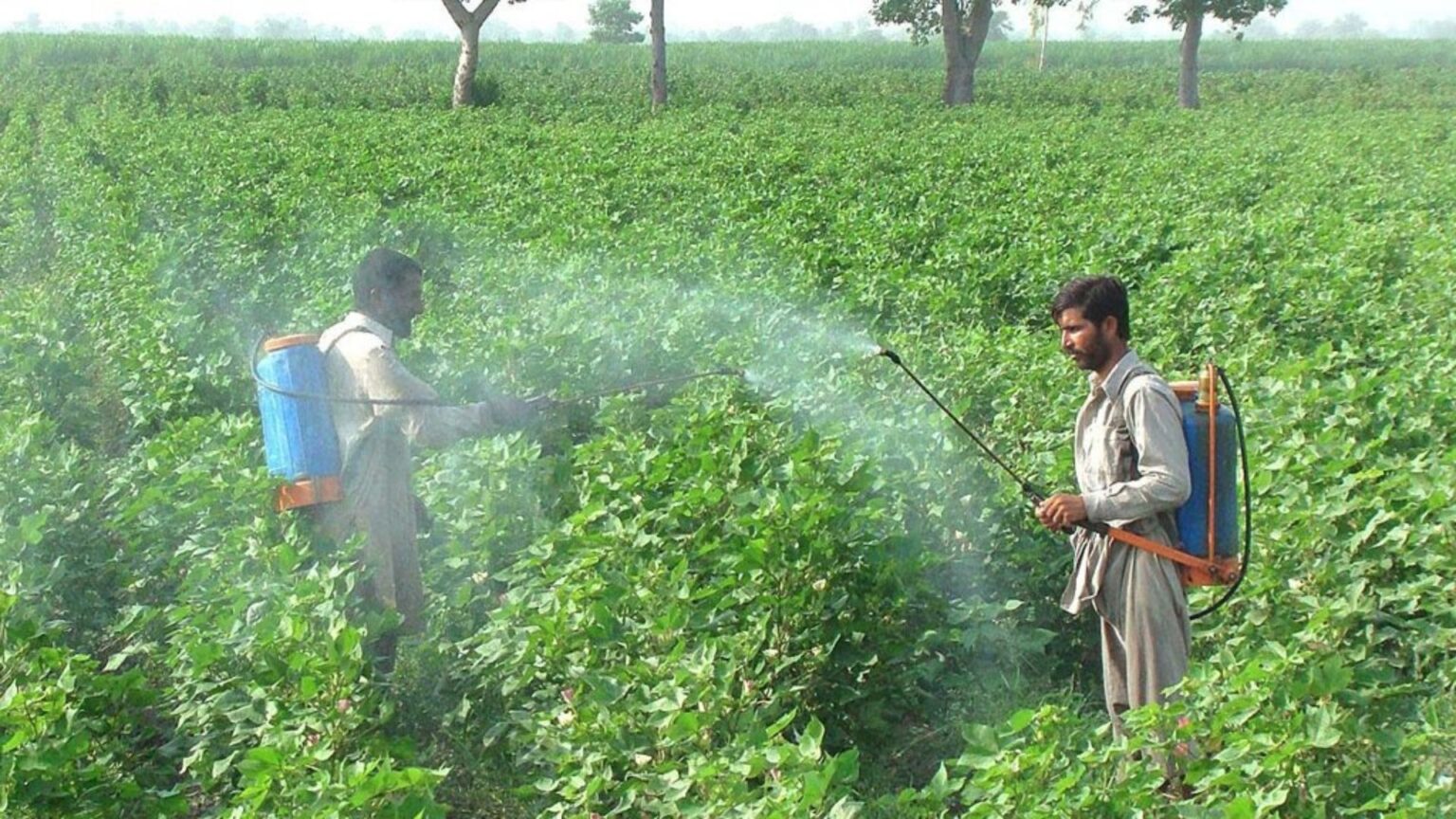 Tobacco and Rice Fumigation in Dubai: Protecting Crops
